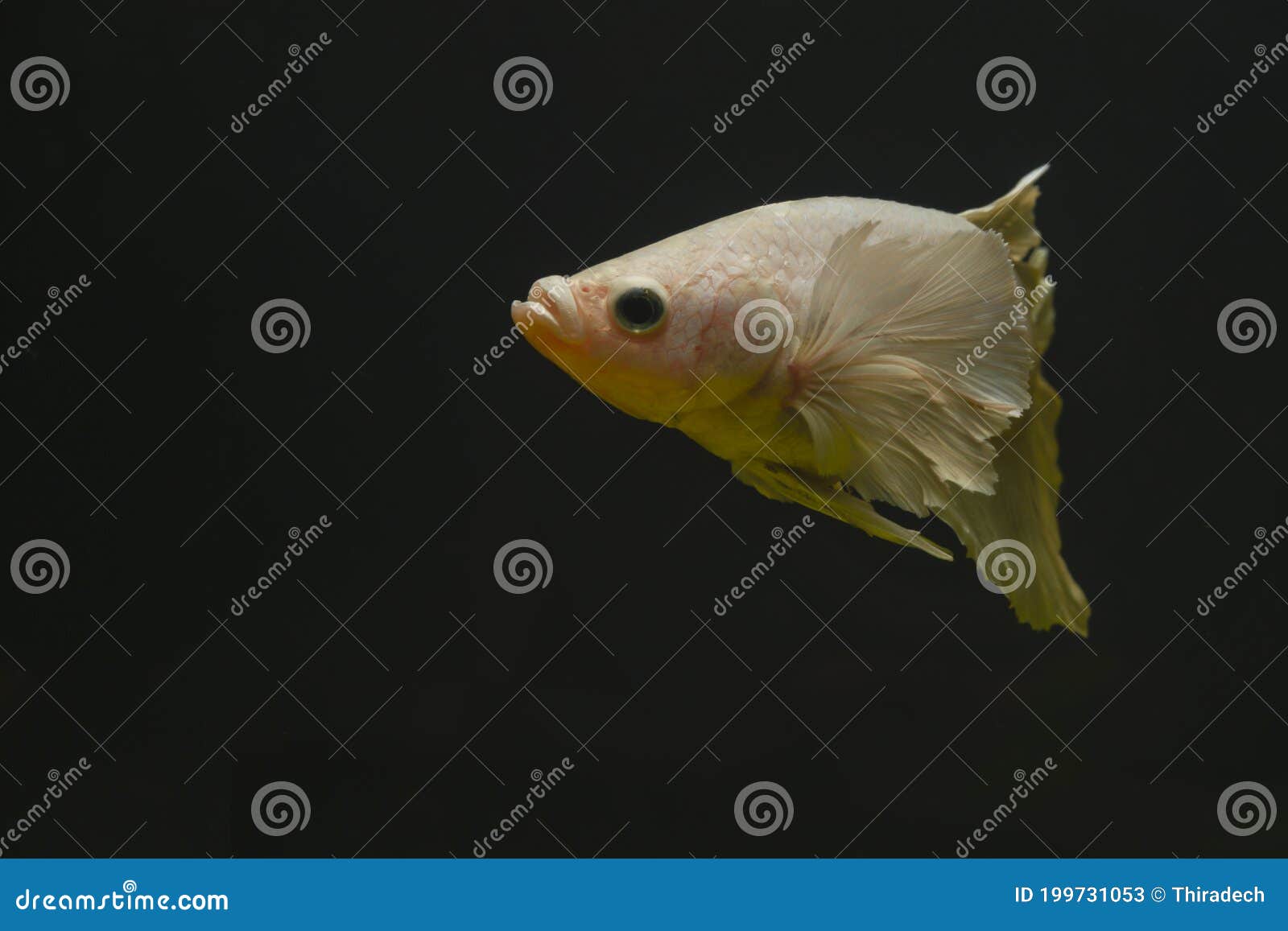 Gold Color Betta Fish Background with Copy Space Stock Image - Image of ...