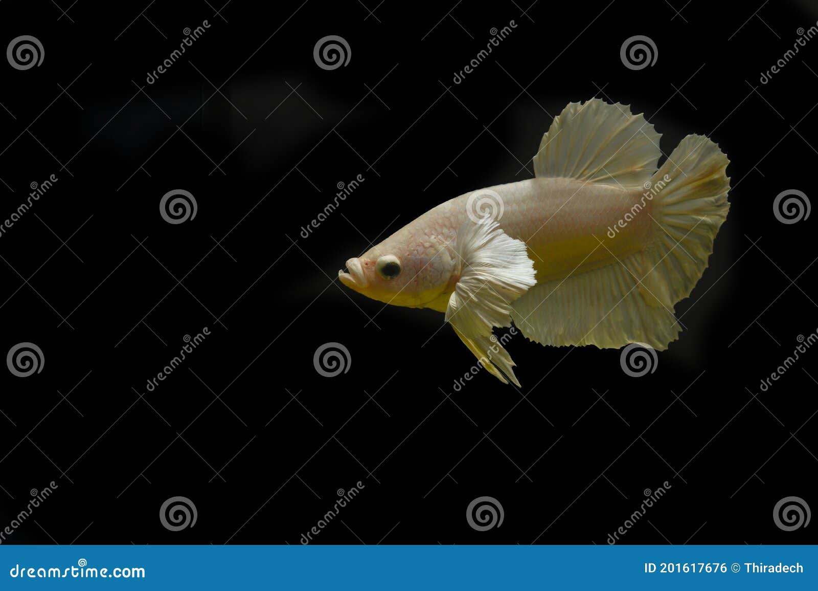 Gold Color Betta Fish Background with Copy Space Stock Photo - Image of ...