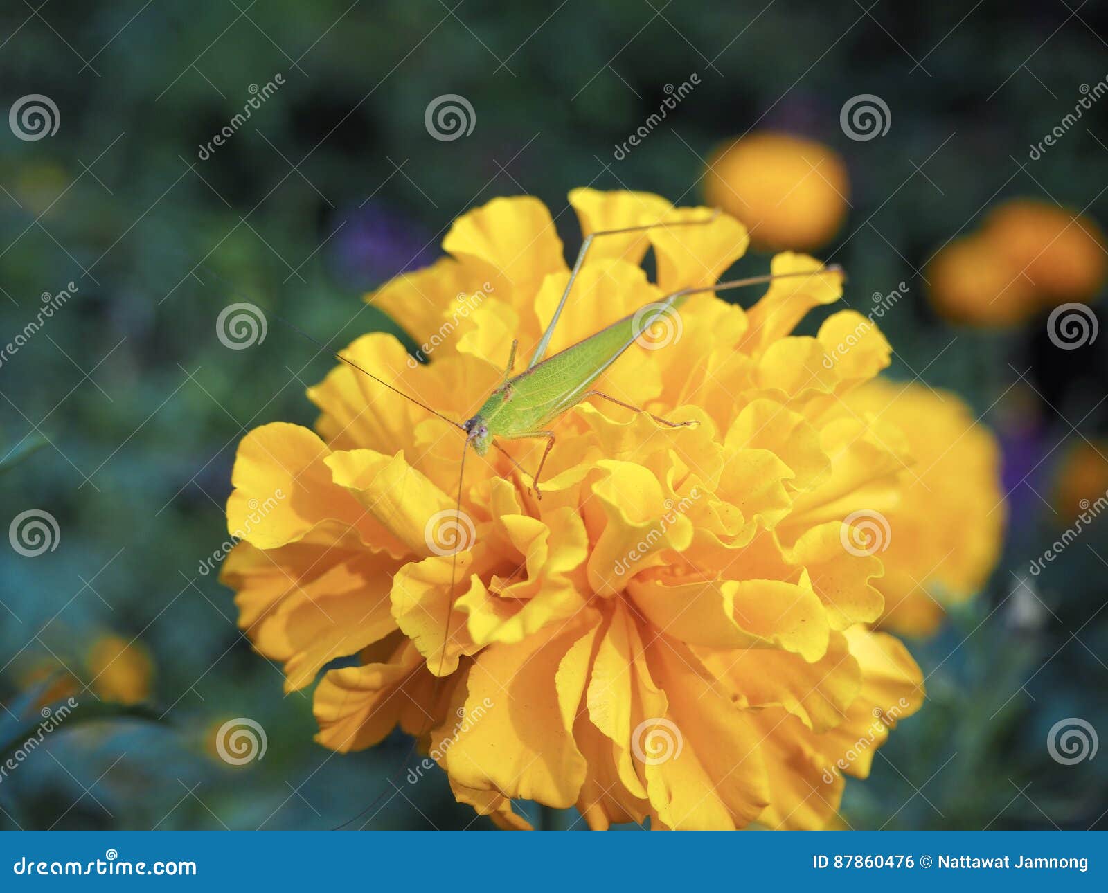 Gold color flower stock photo. Image of flora, blue, flowers - 87860476