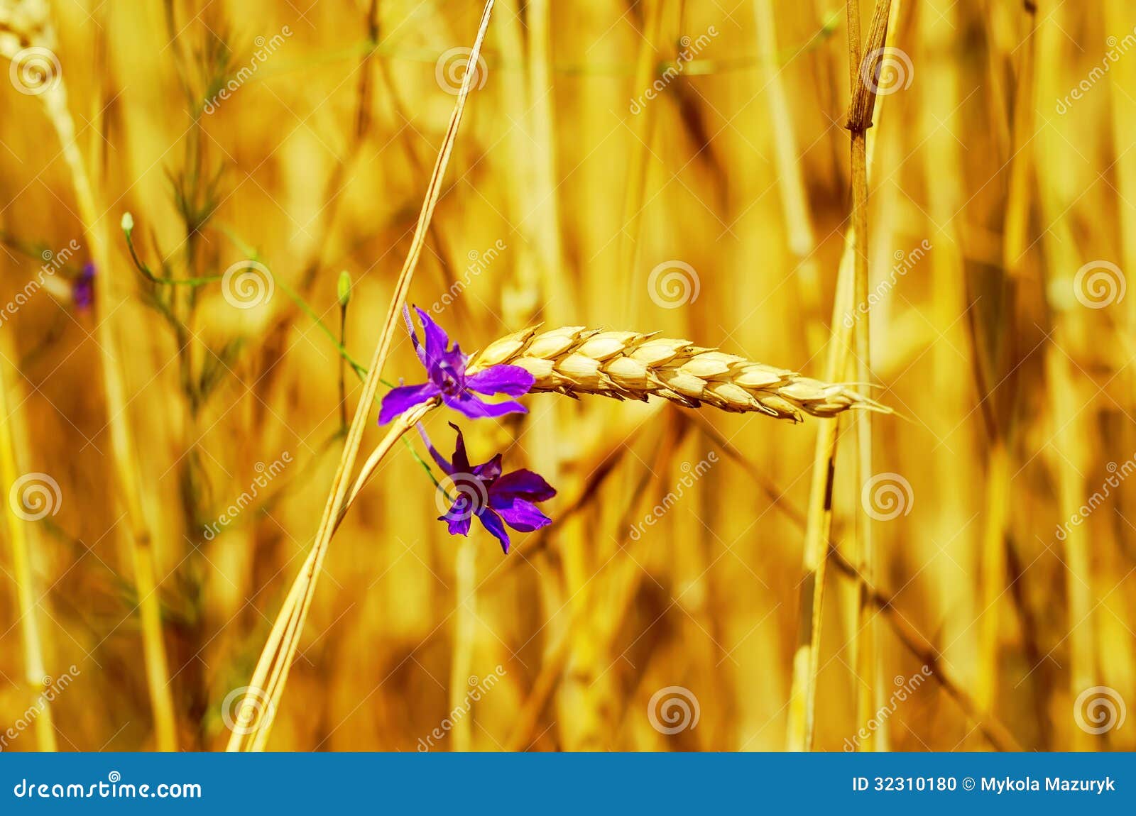 Gold Color Spica and Flower Stock Photo - Image of environment, closeup ...