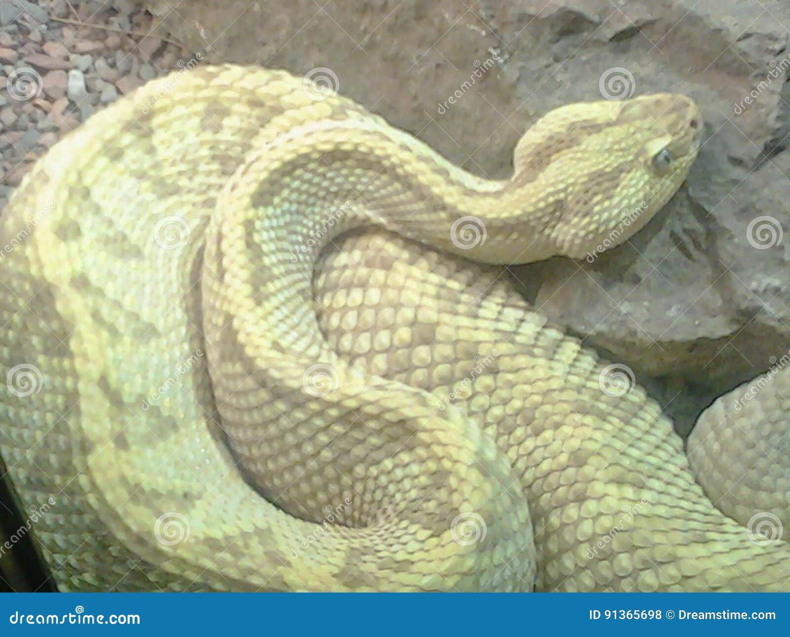 Gold color viper stock photo. Image of viper, gold, hypo - 91365698