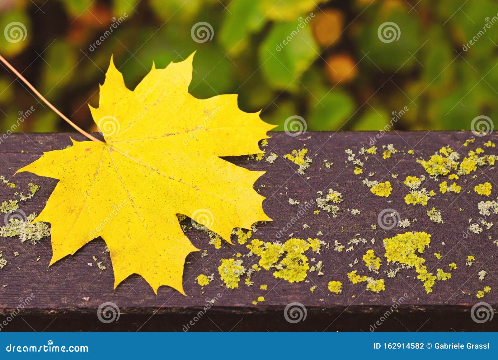 Gold Colored Autumn Leaf on Wood Stock Photo - Image of multi, change ...