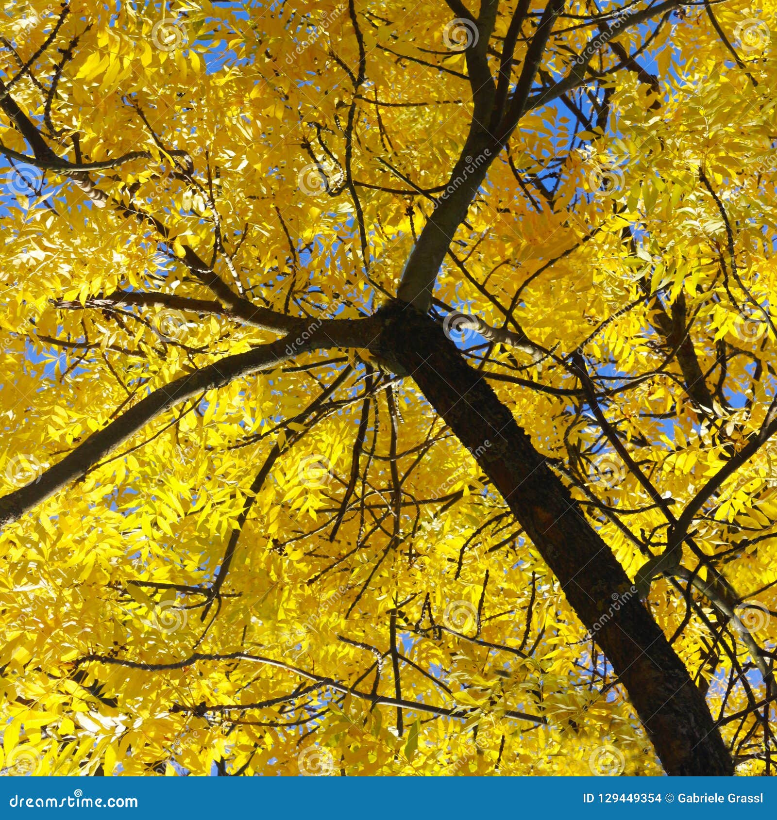 Gold Colored Autumn Tree in Sunlight Stock Photo - Image of season ...