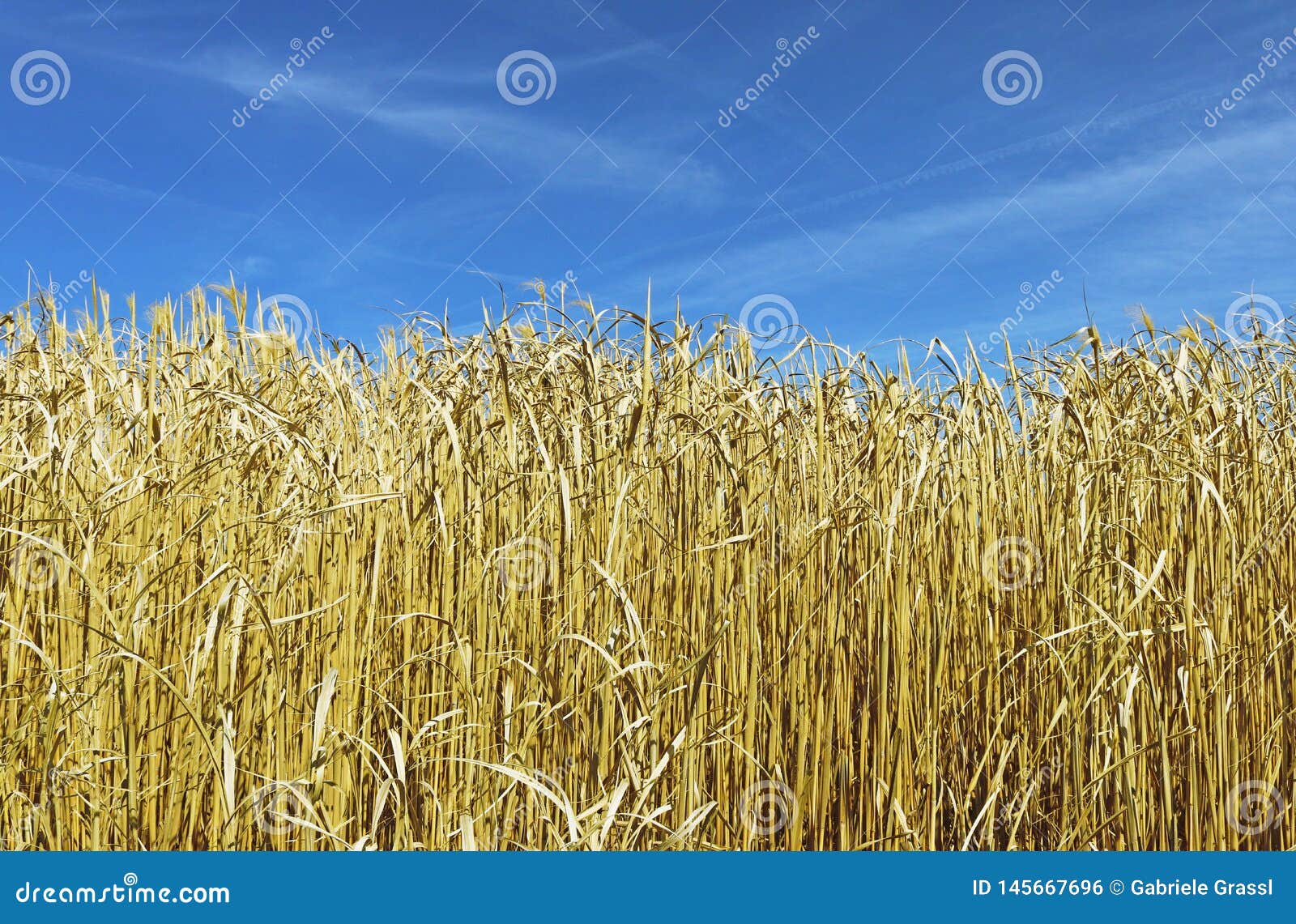 Gold Colored, Dry Elephant Grass, Blue Sky Stock Photo - Image of ...