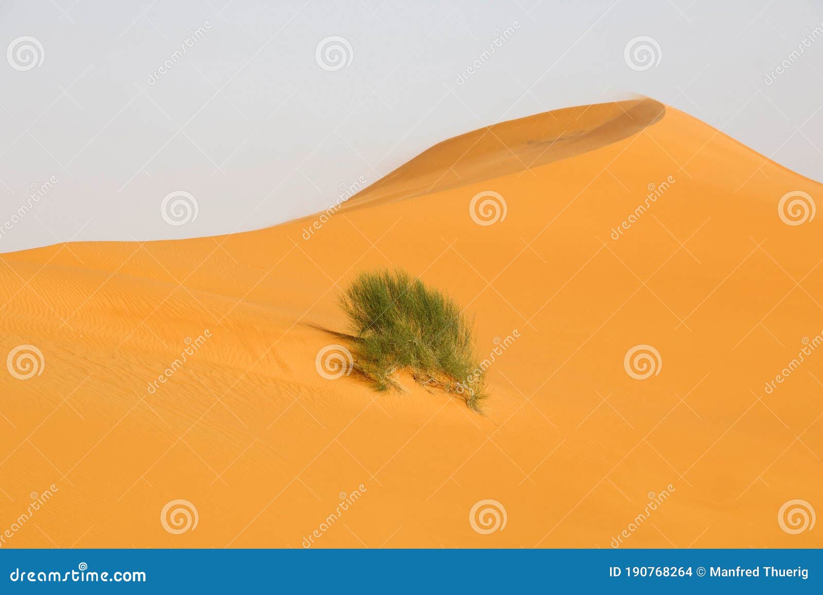 Gold Colored Sand Dune with a Bush in Saudi Arabia Stock Photo - Image ...