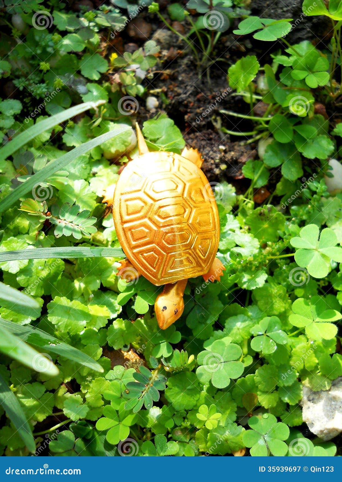 Gold Colour Turtle on the Grass Stock Image - Image of turtle, soil ...