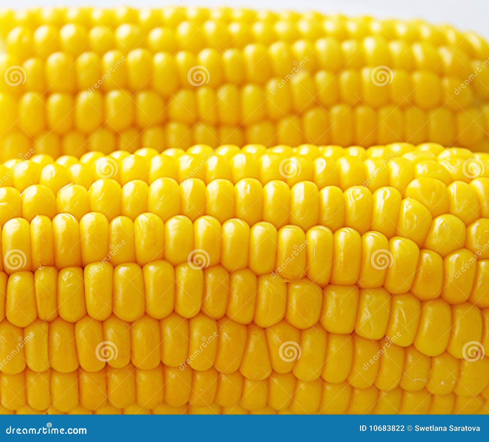 Gold corn stock photo. Image of healthy, corn, shucked - 10683822