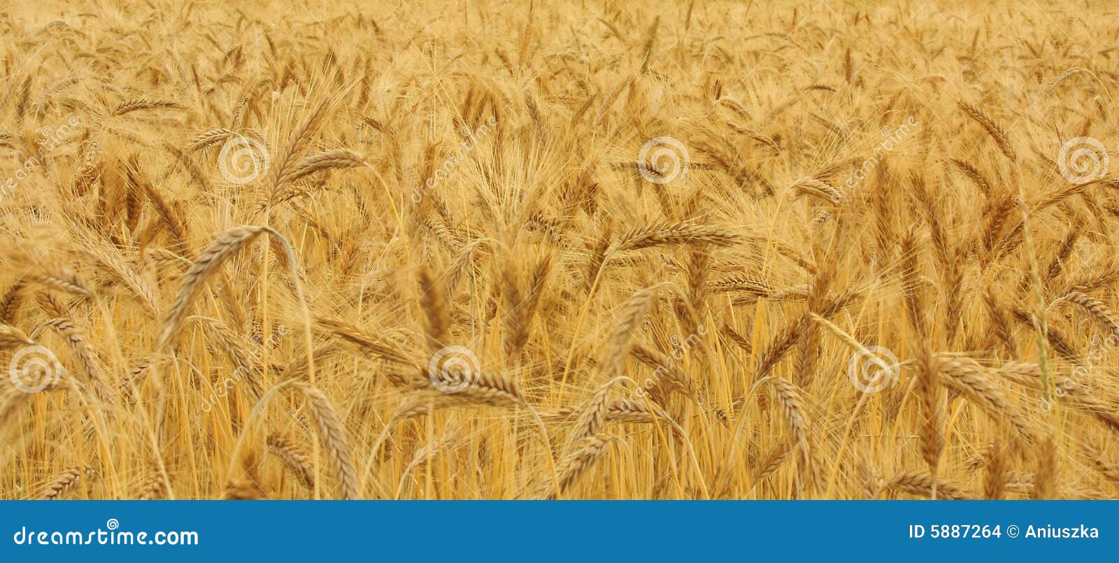 Gold corn stock photo. Image of nature, corn, happy, earth - 5887264