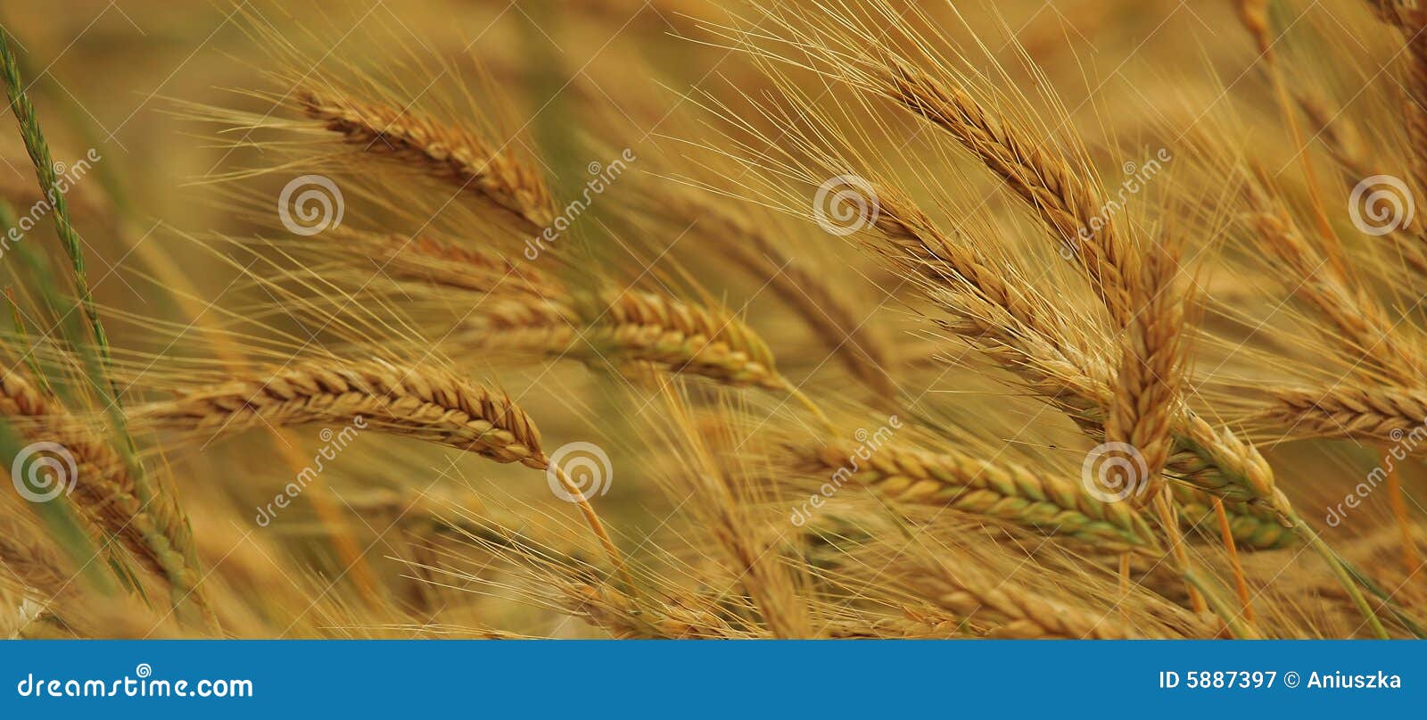 Gold corn stock image. Image of field, grass, natural - 5887397