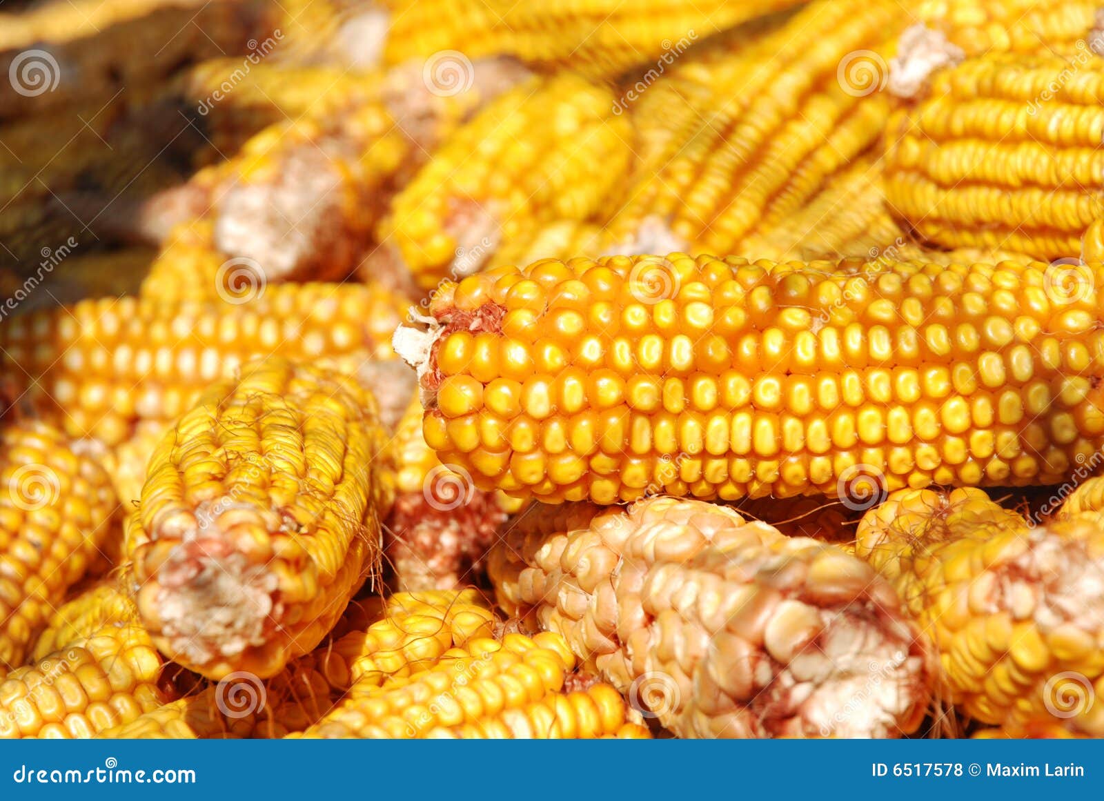 Gold Corn Picture. Image: 6517578