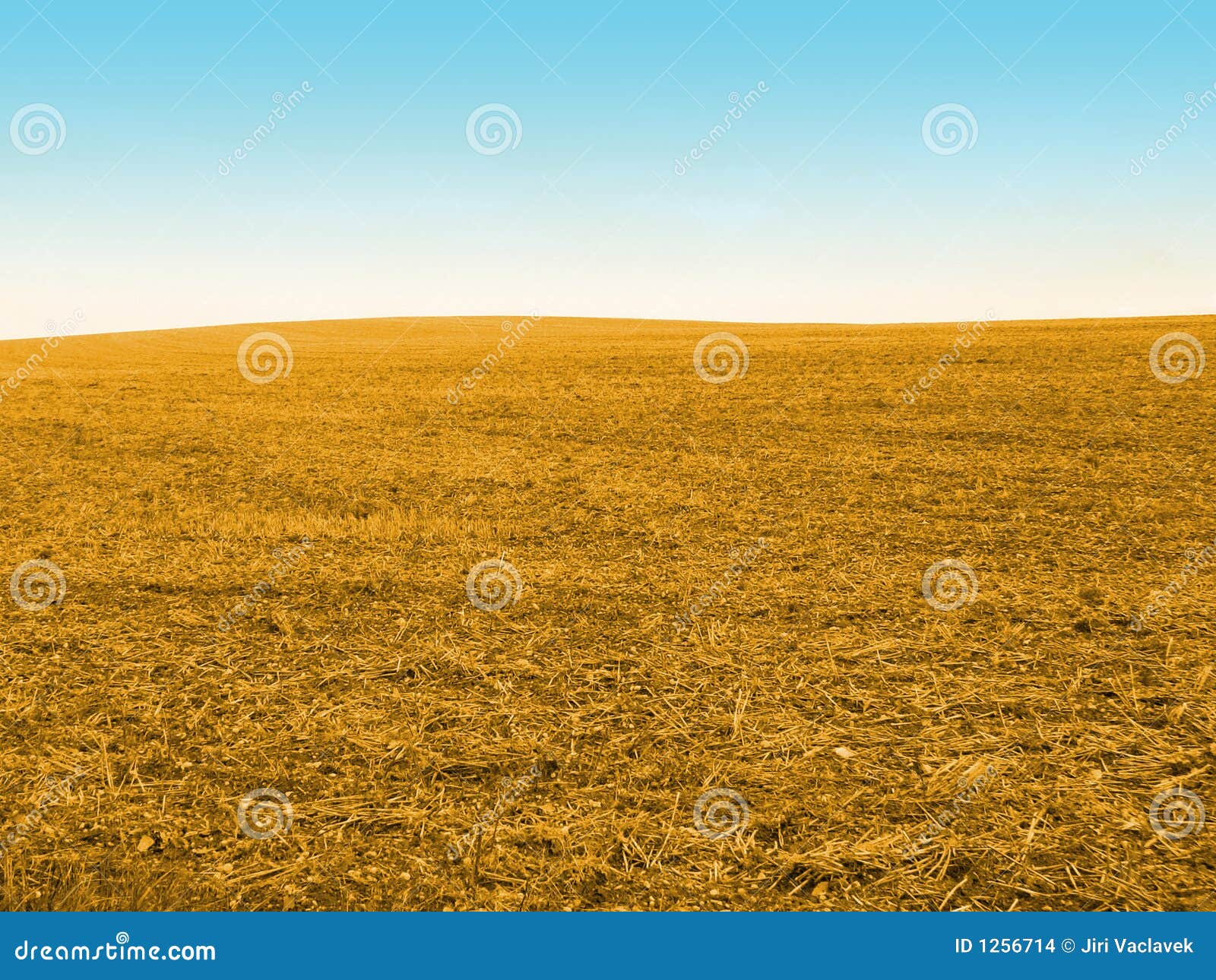 Gold corn field stock photo. Image of granary, grain, meal - 1256714
