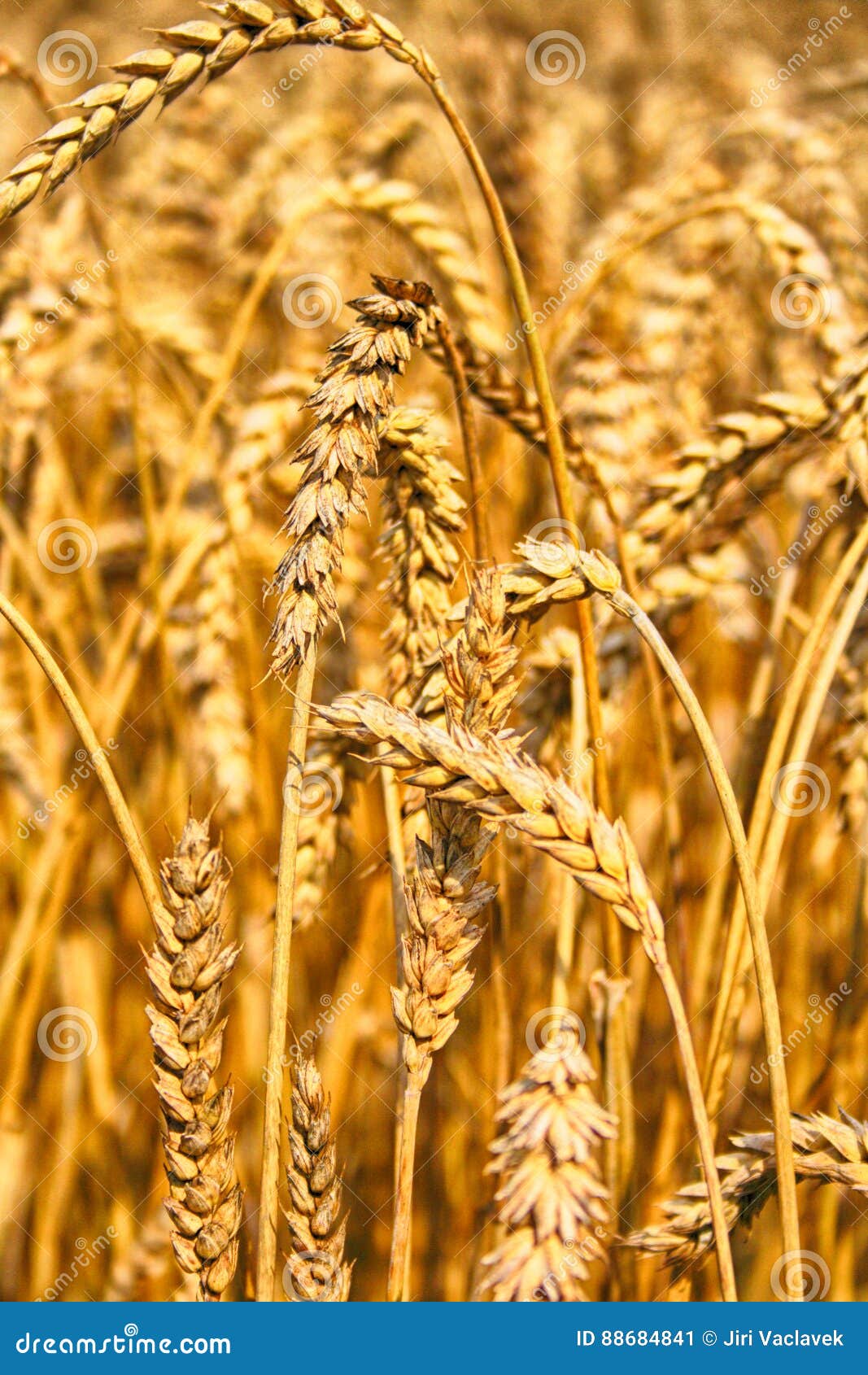 Gold corn field stock image. Image of oats, harvest, gold - 88684841