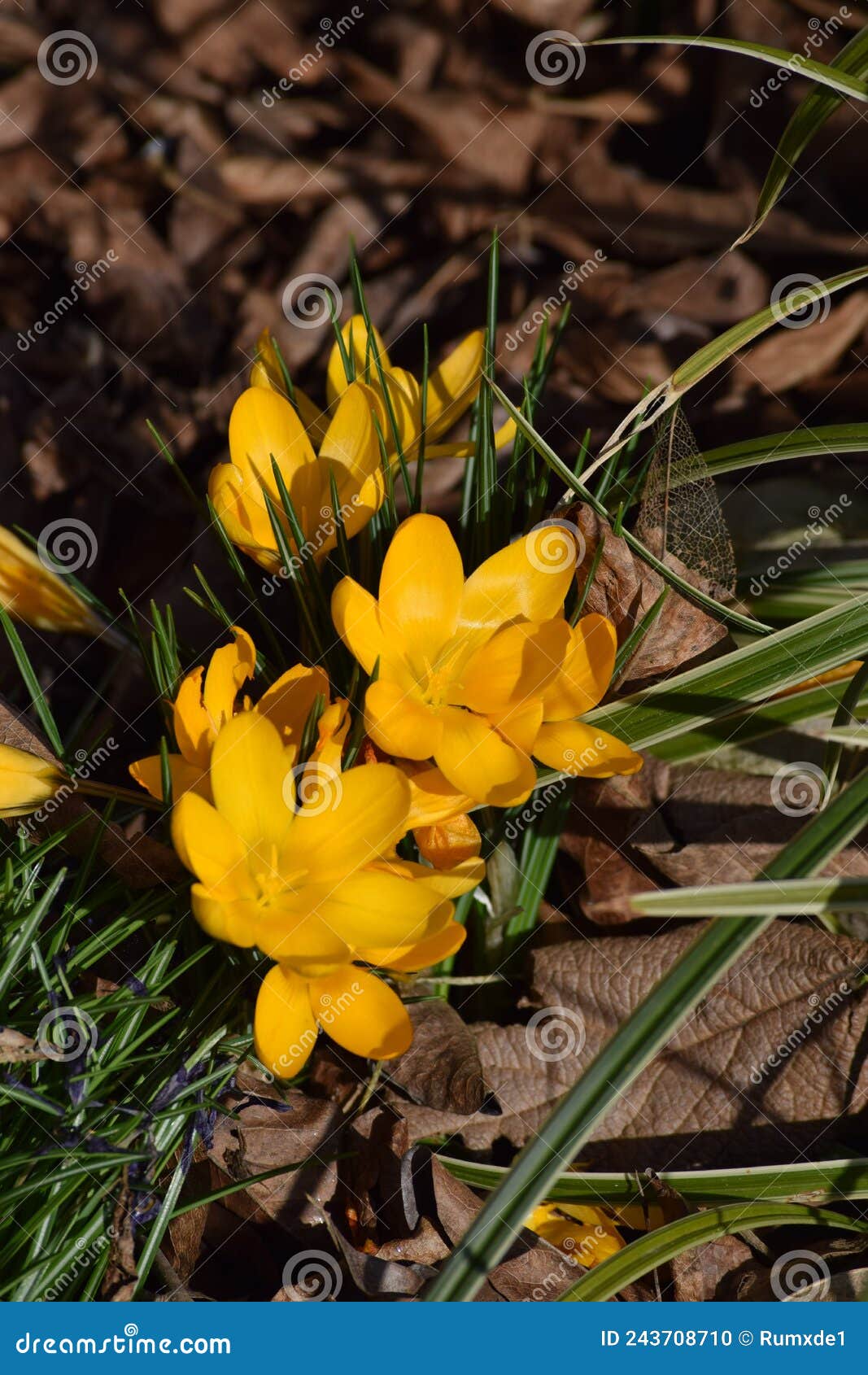 Gold Crocus in the Morning Light Stock Photo - Image of bloomers ...