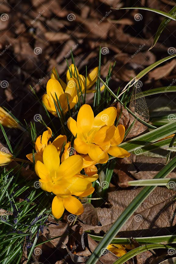 Gold Crocus in the Morning Light Stock Photo - Image of bloomers ...