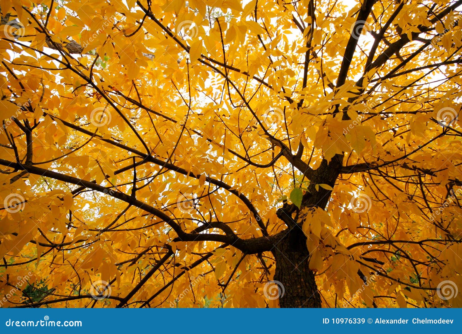 Gold crone stock image. Image of fall, branches, gold - 10976339