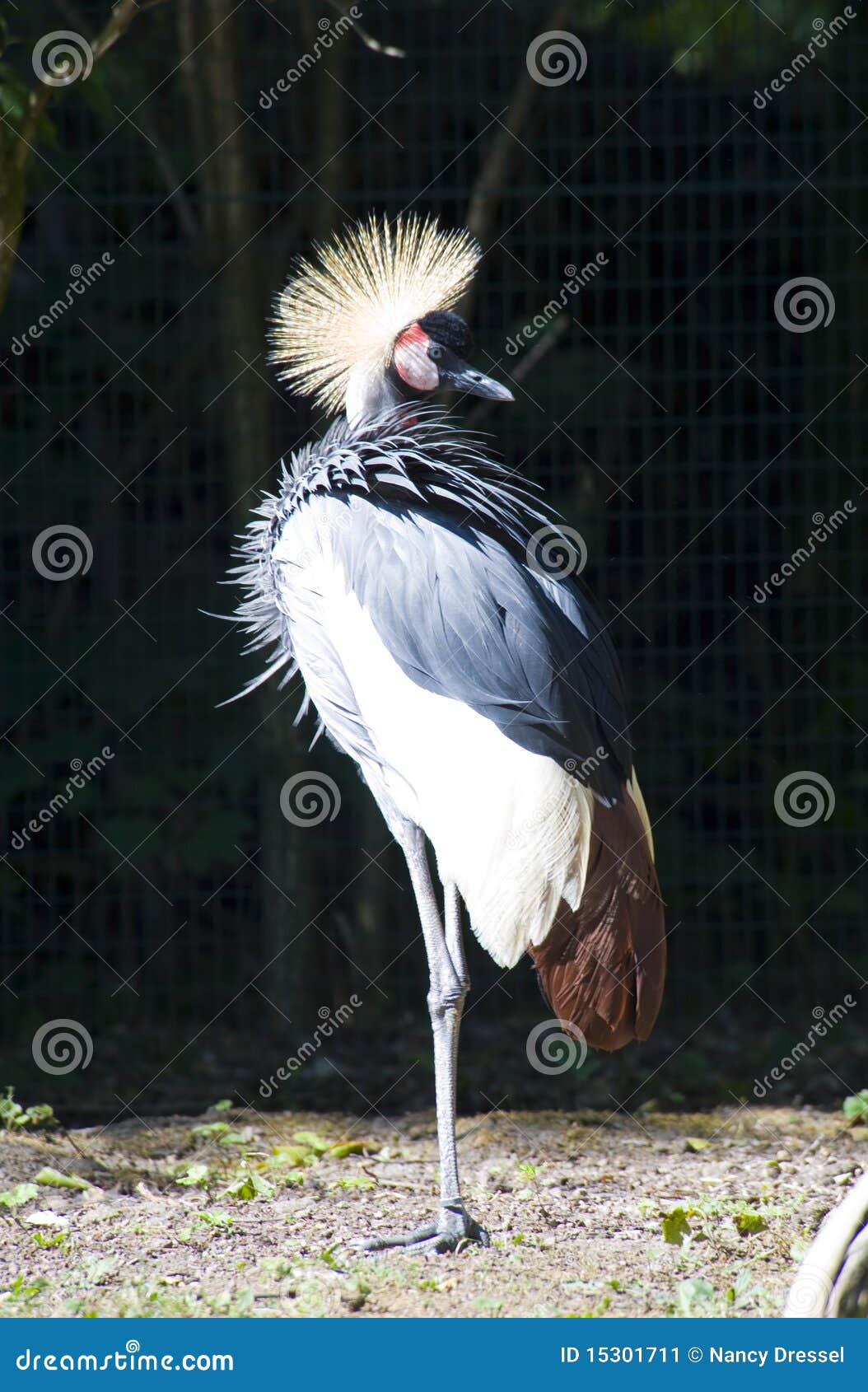 Gold crowned crane stock image. Image of nature, looking - 15301711