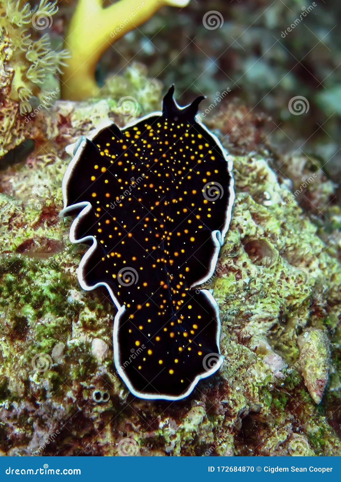 Gold Dotted Flatworm Thysanozoon Sp Stock Photo - Image of colorful ...