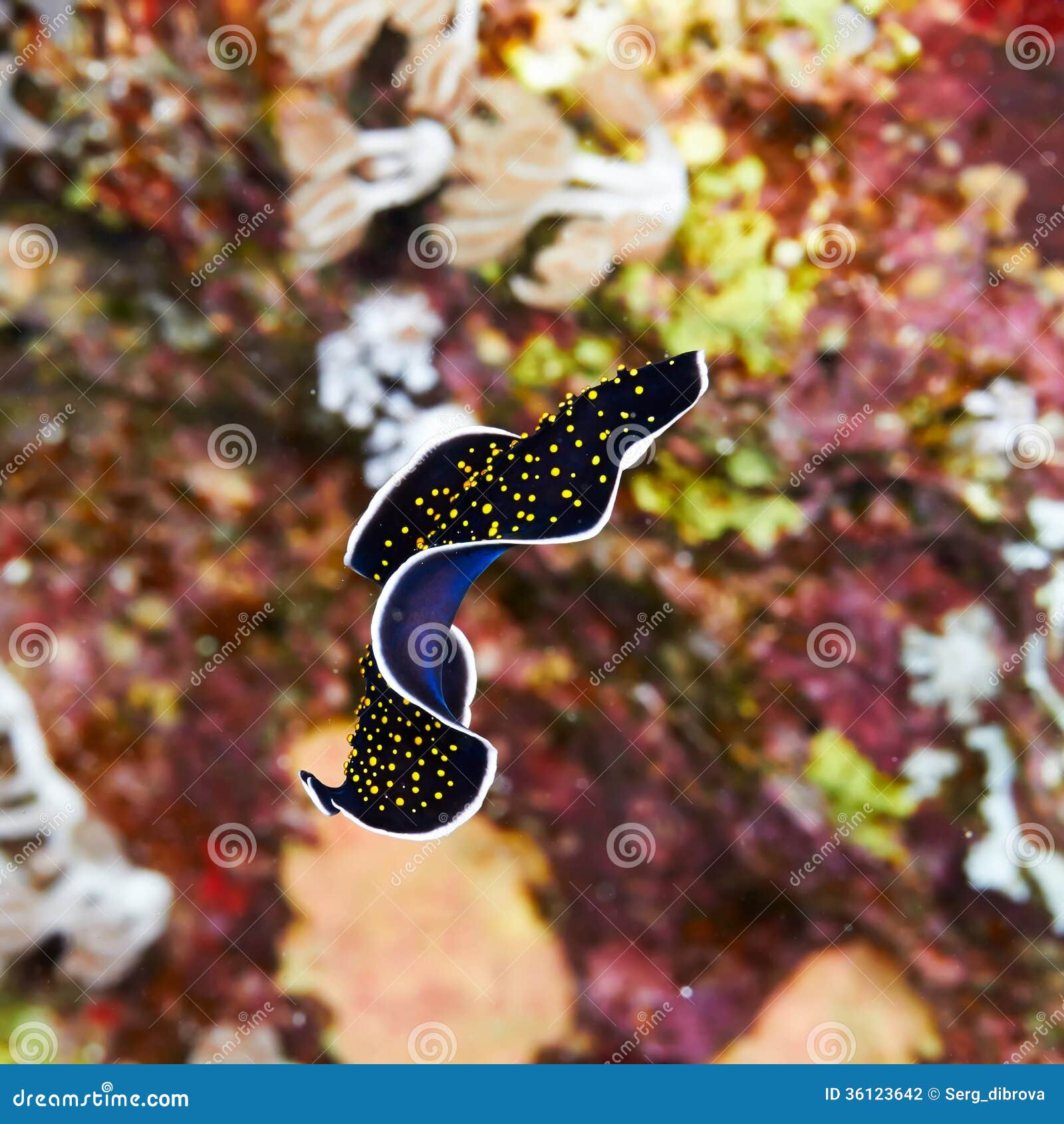 Gold dotted flatworm stock photo. Image of tropical, environment - 36123642