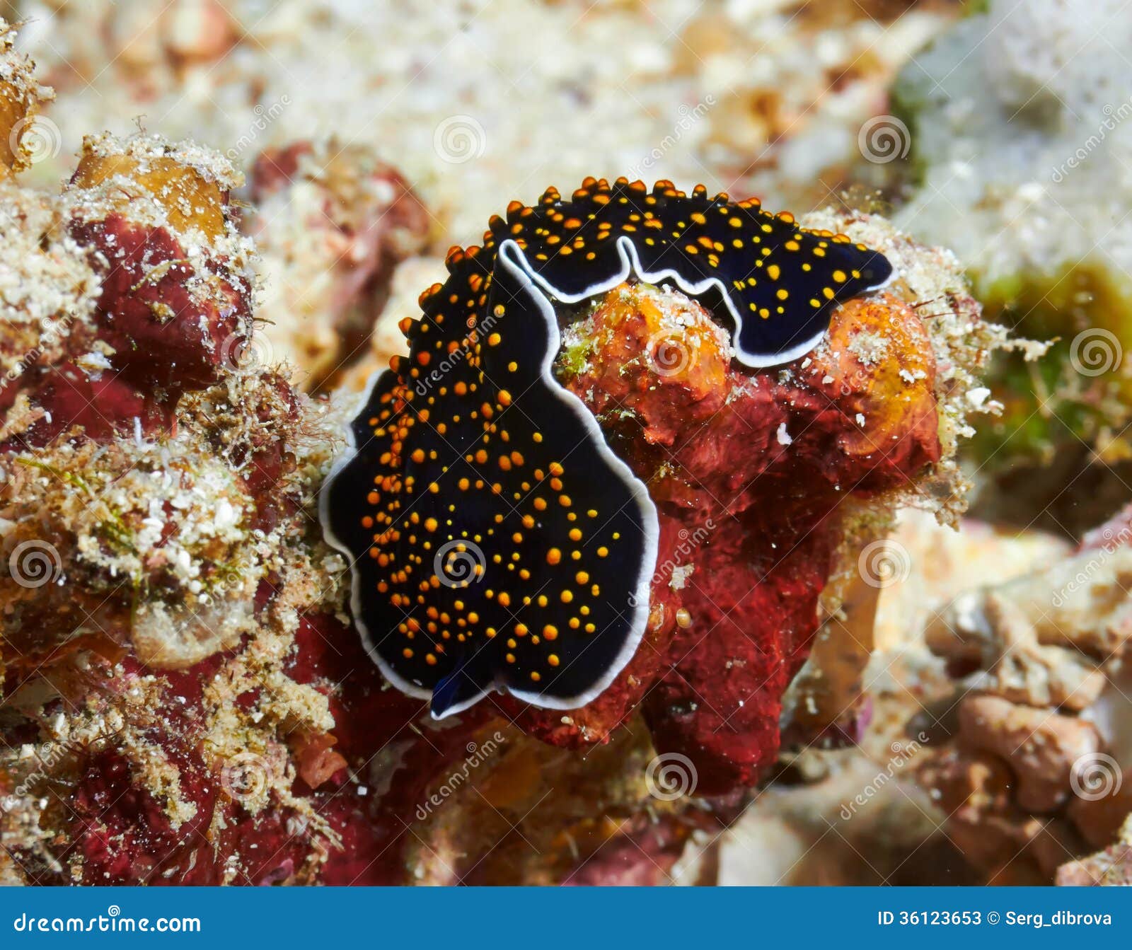 Flatworm Royalty-Free Stock Photo | CartoonDealer.com #21839925
