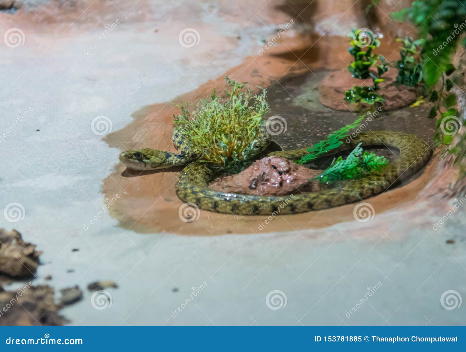 Gold dotted keelback snake stock image. Image of closeup - 153781885