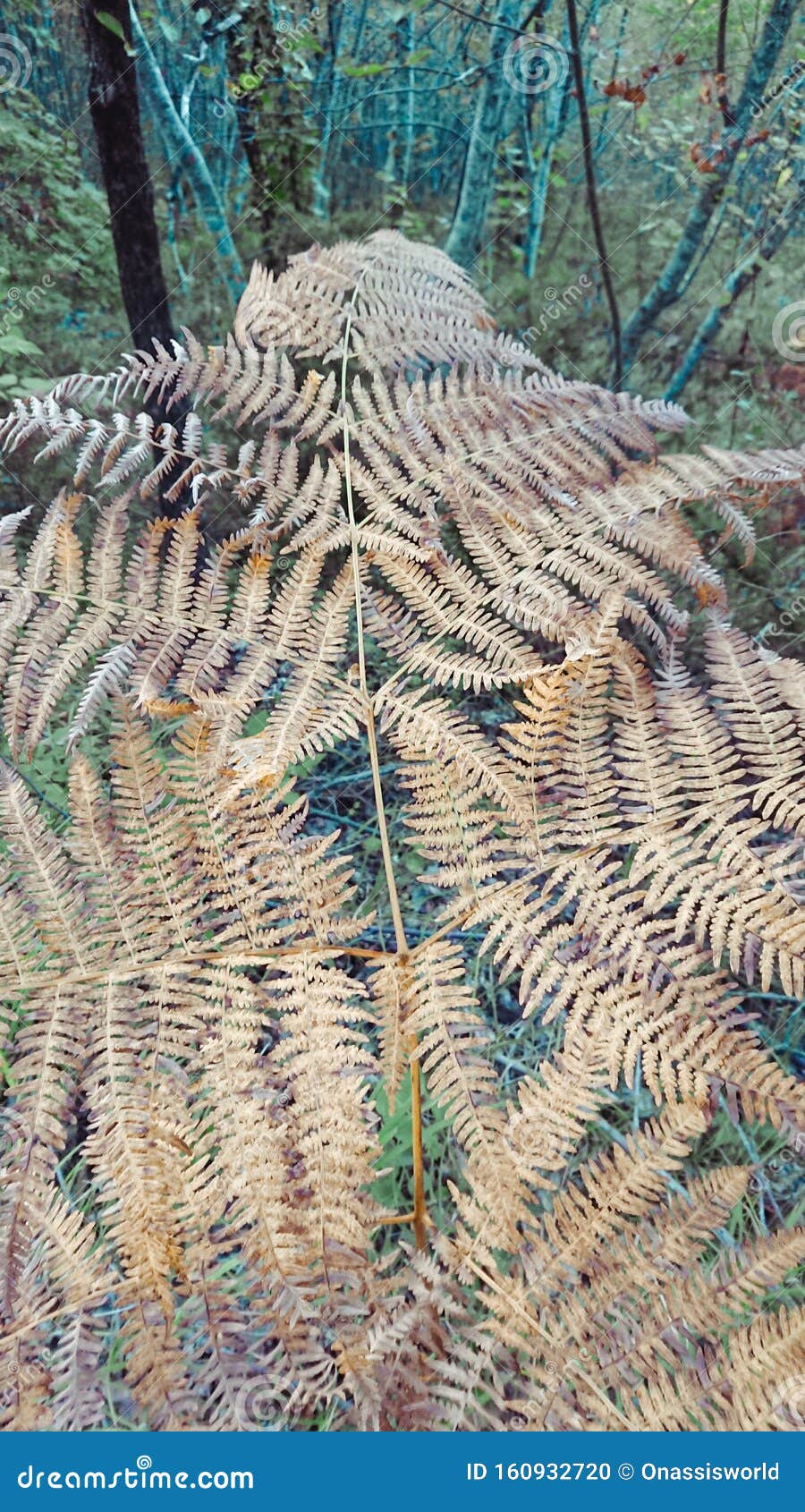Gold Dry Fern in a Green Forrest Stock Photo - Image of green, fern ...