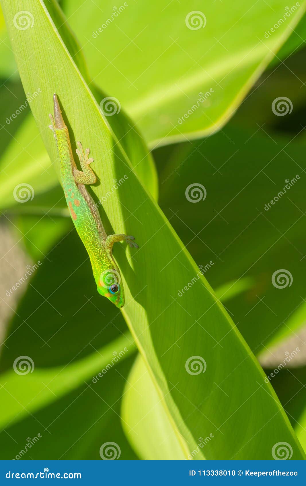 Gold Dust Day Gecko with Missing Tail Stock Photo - Image of natural ...