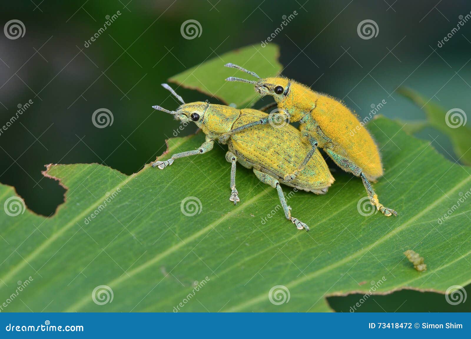 Gold dust weevils stock photo. Image of green, dust, mating - 73418472