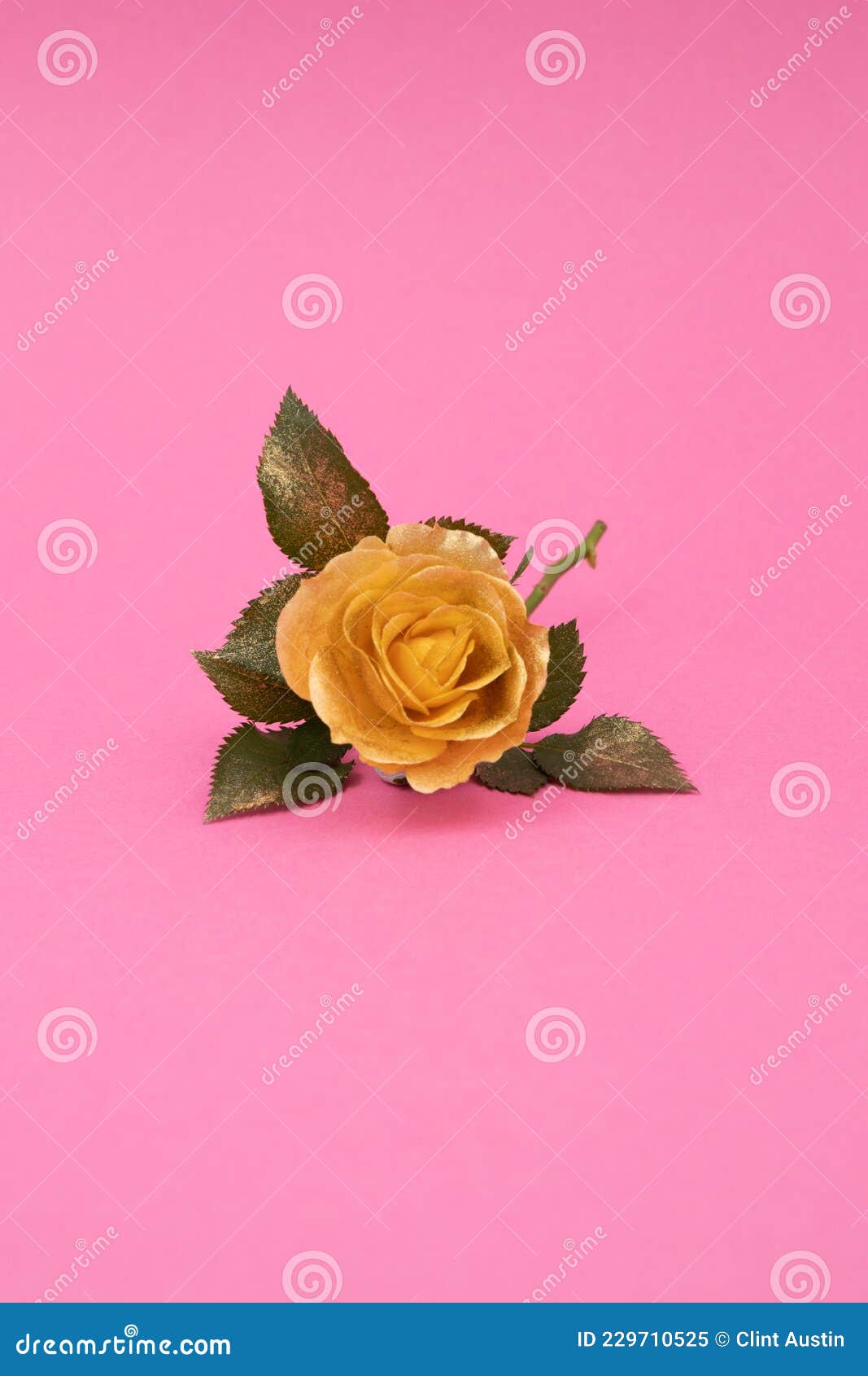 A Gold Dusted Rose on a Pink Background Stock Image - Image of pink ...