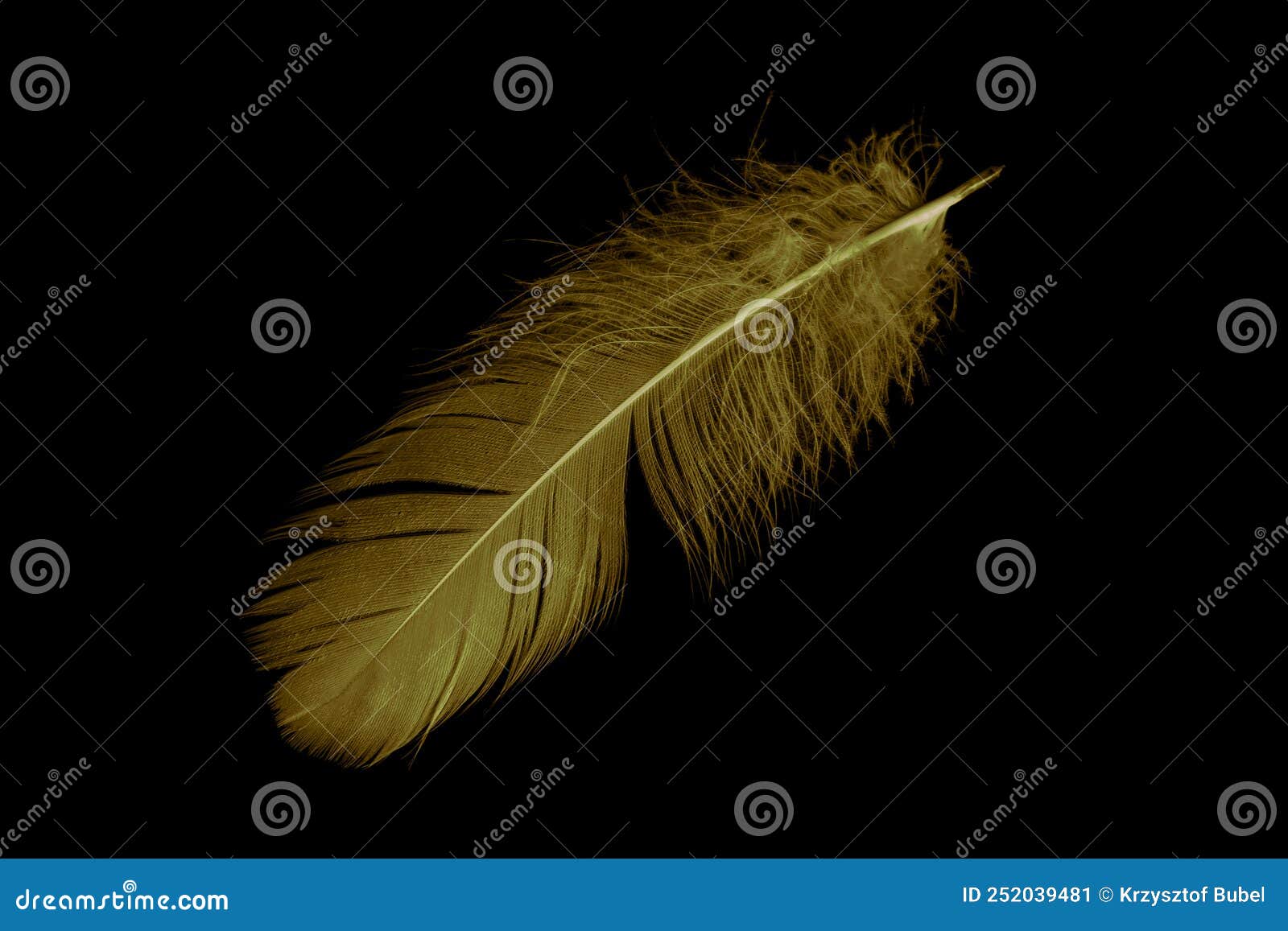 Gold Feather Goose on a Black Isolated Background Stock Image - Image ...