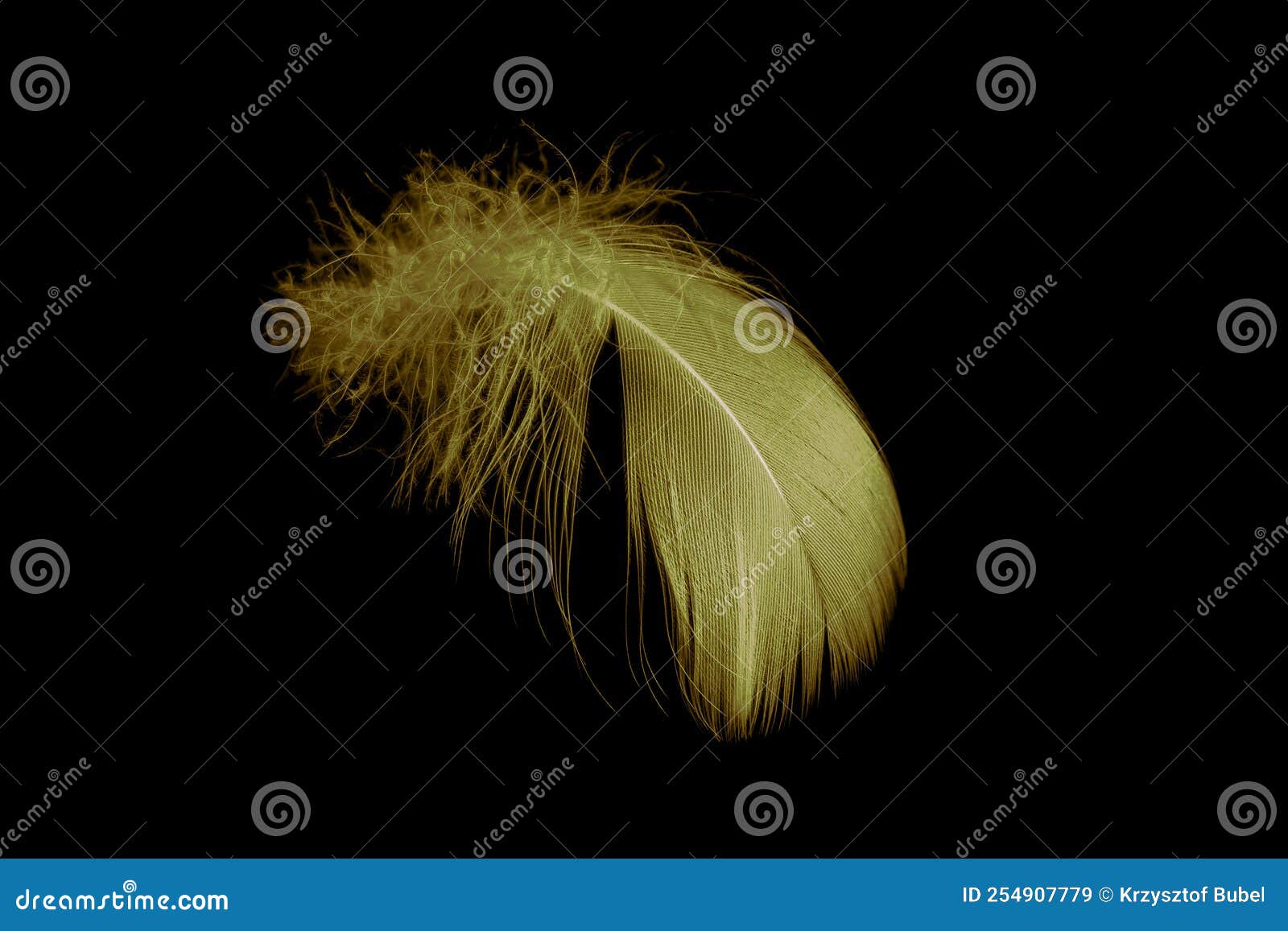 Gold Feather Goose on a Black Isolated Background Stock Image - Image ...