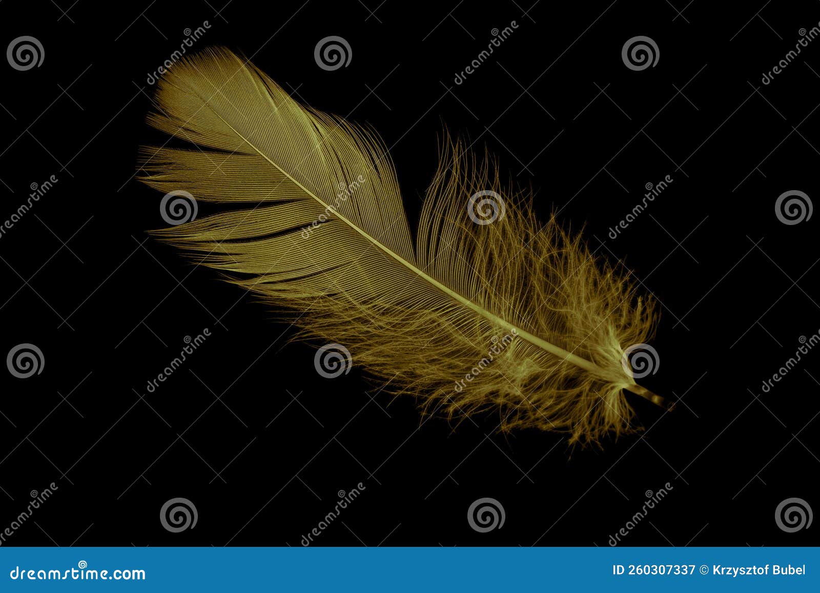 Gold Feather Goose on a Black Isolated Background Stock Image - Image ...