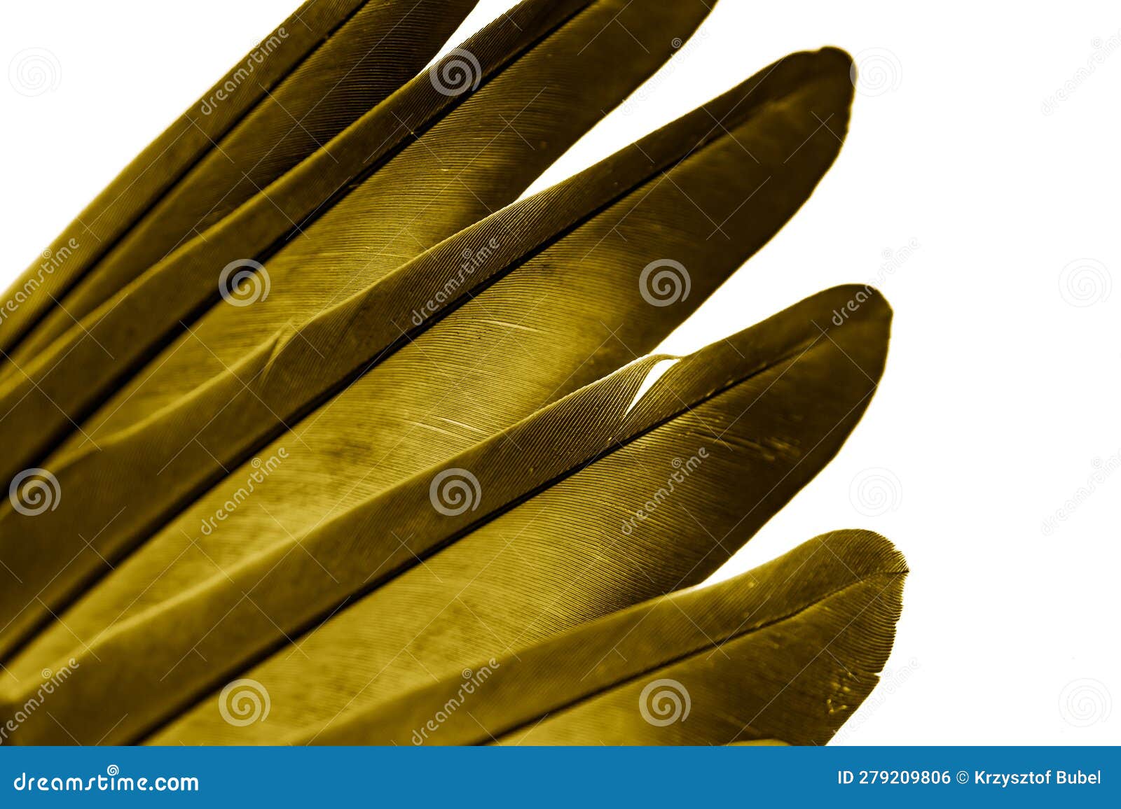 Gold Feather Pigeon Macro Photo. Texture or Background Stock Photo ...