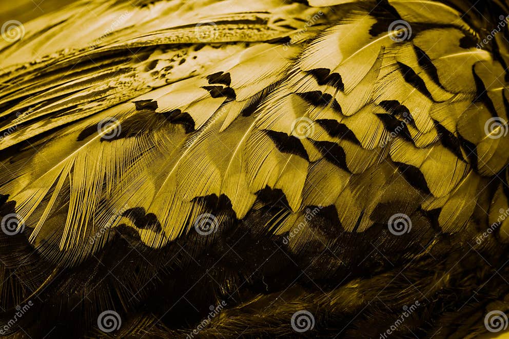 Gold Feathers with an Interesting Pattern . Background Stock Photo ...