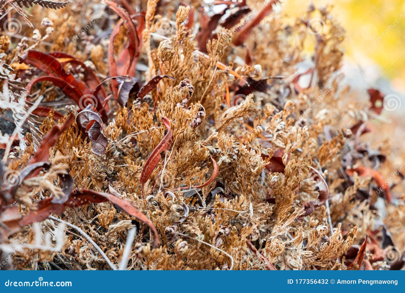 Gold Fern in the Summer Forest Stock Photo - Image of wheat, spice ...