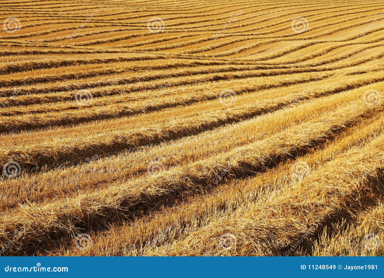 Gold field stock image. Image of countryside, produce - 11248549