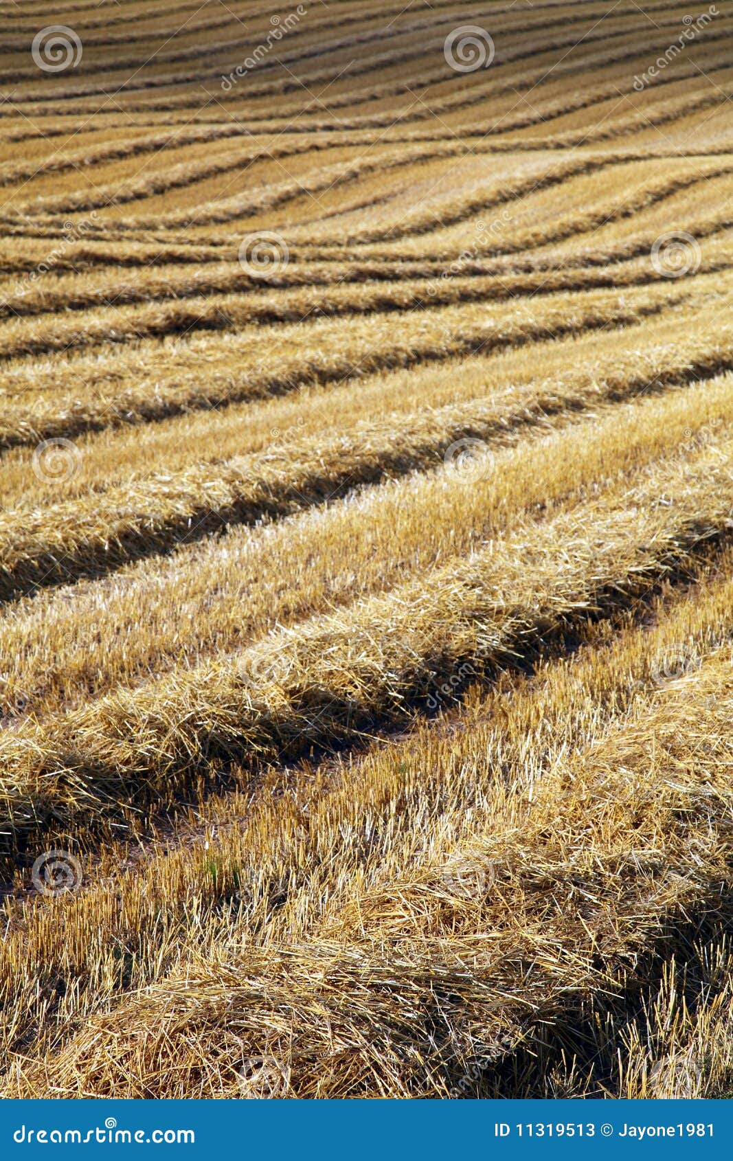 Gold field stock image. Image of ripe, nature, grain - 11319513