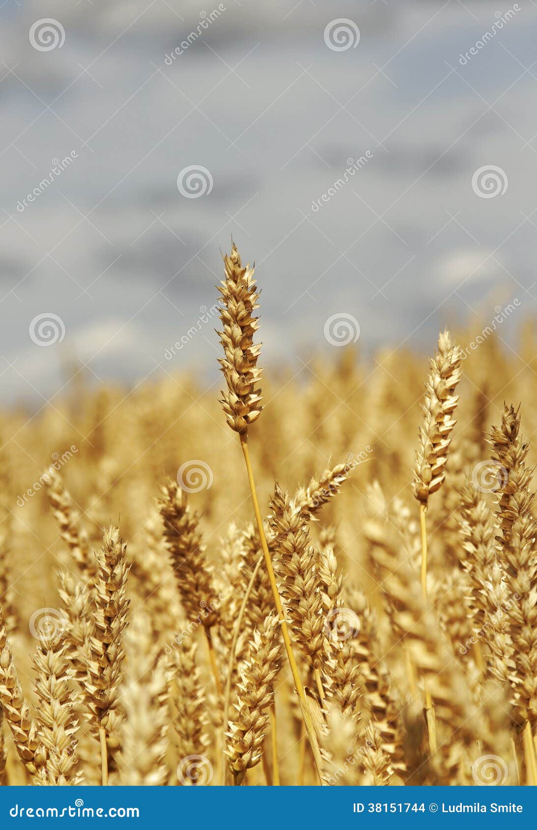 Gold field. stock photo. Image of color, field, golden - 38151744