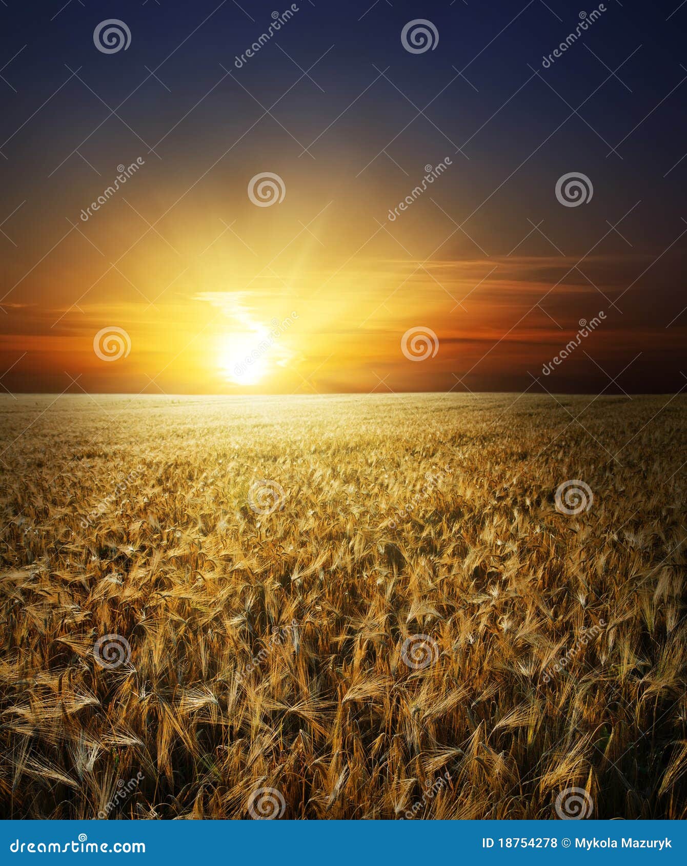 Gold field in sunset stock photo. Image of agriculture - 18754278