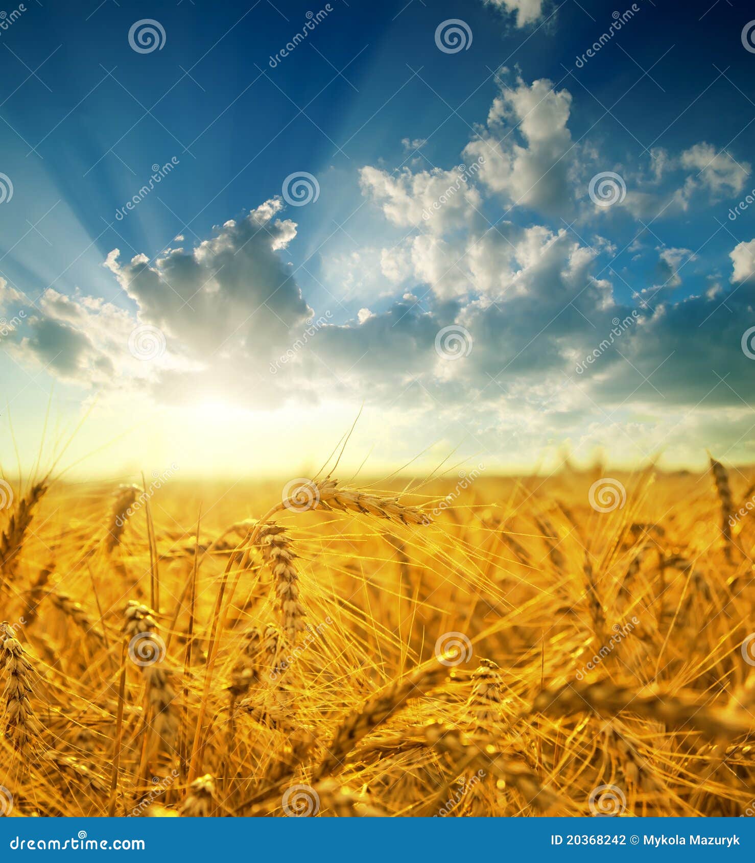 Gold field in sunset stock photo. Image of harvest, barley - 20368242
