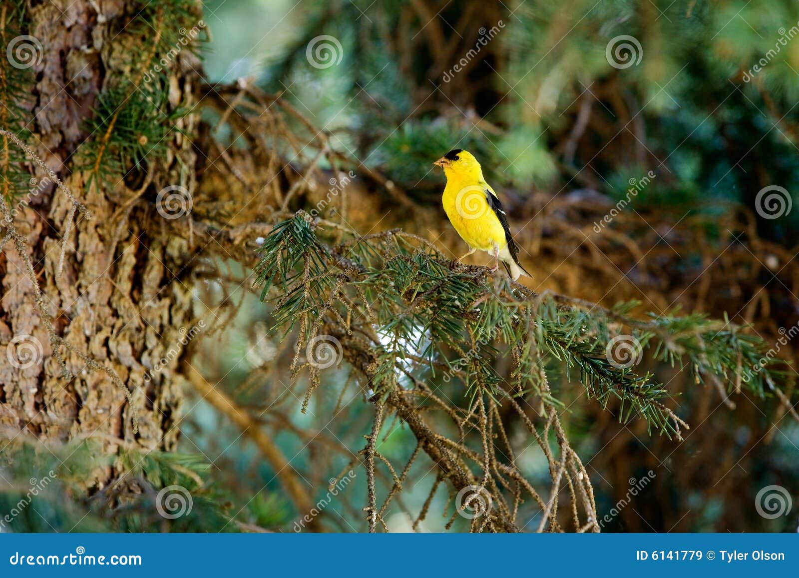 Gold Finch stock image. Image of songbird, exotic, birdwatching - 6141779