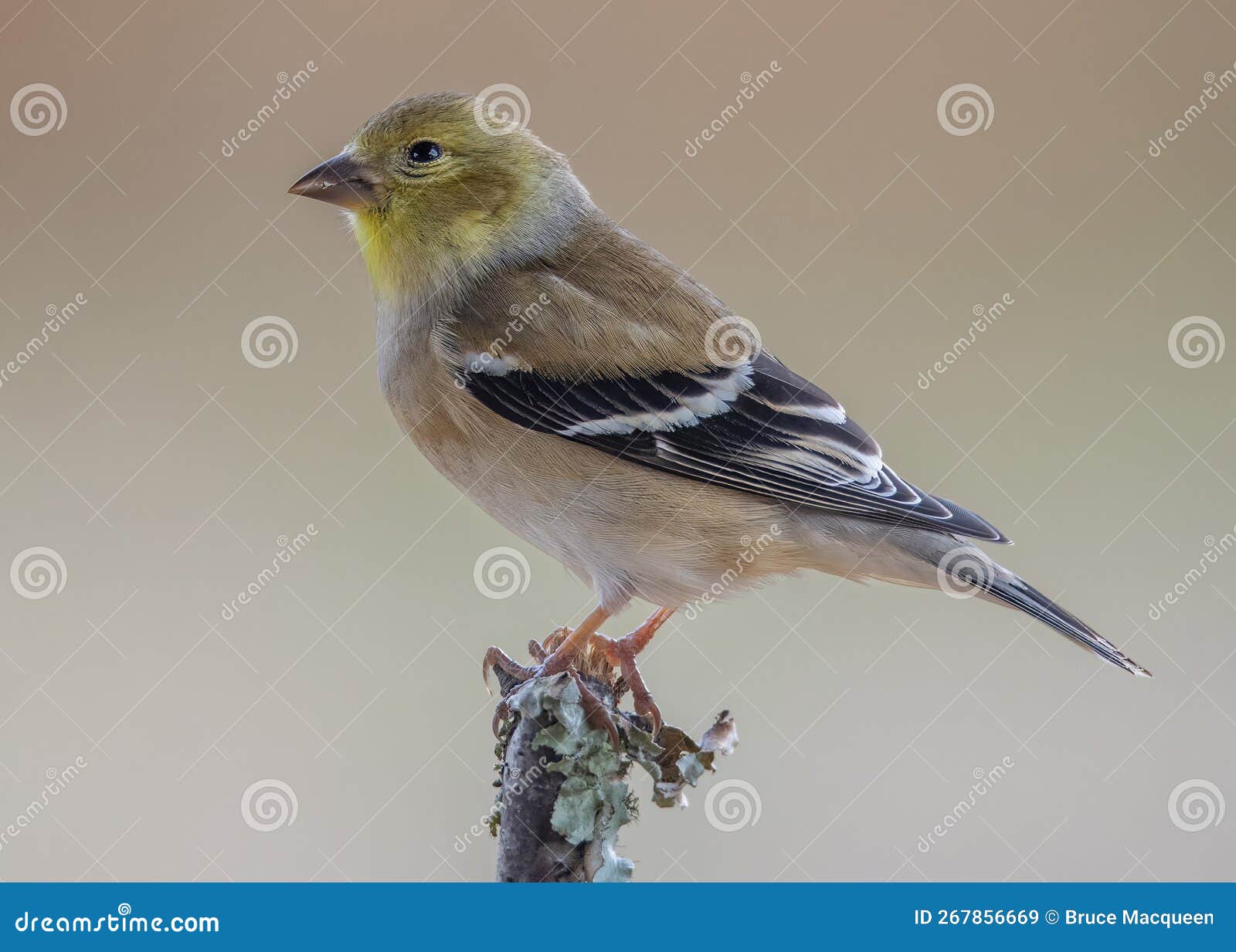 Gold Finch Perched stock image. Image of bird, migratory - 267856669