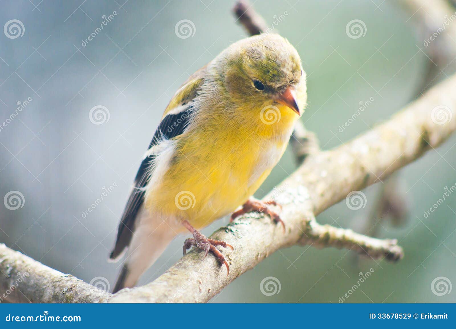 Gold Finch Perches on a Branch Stock Image - Image of claw, gold: 33678529