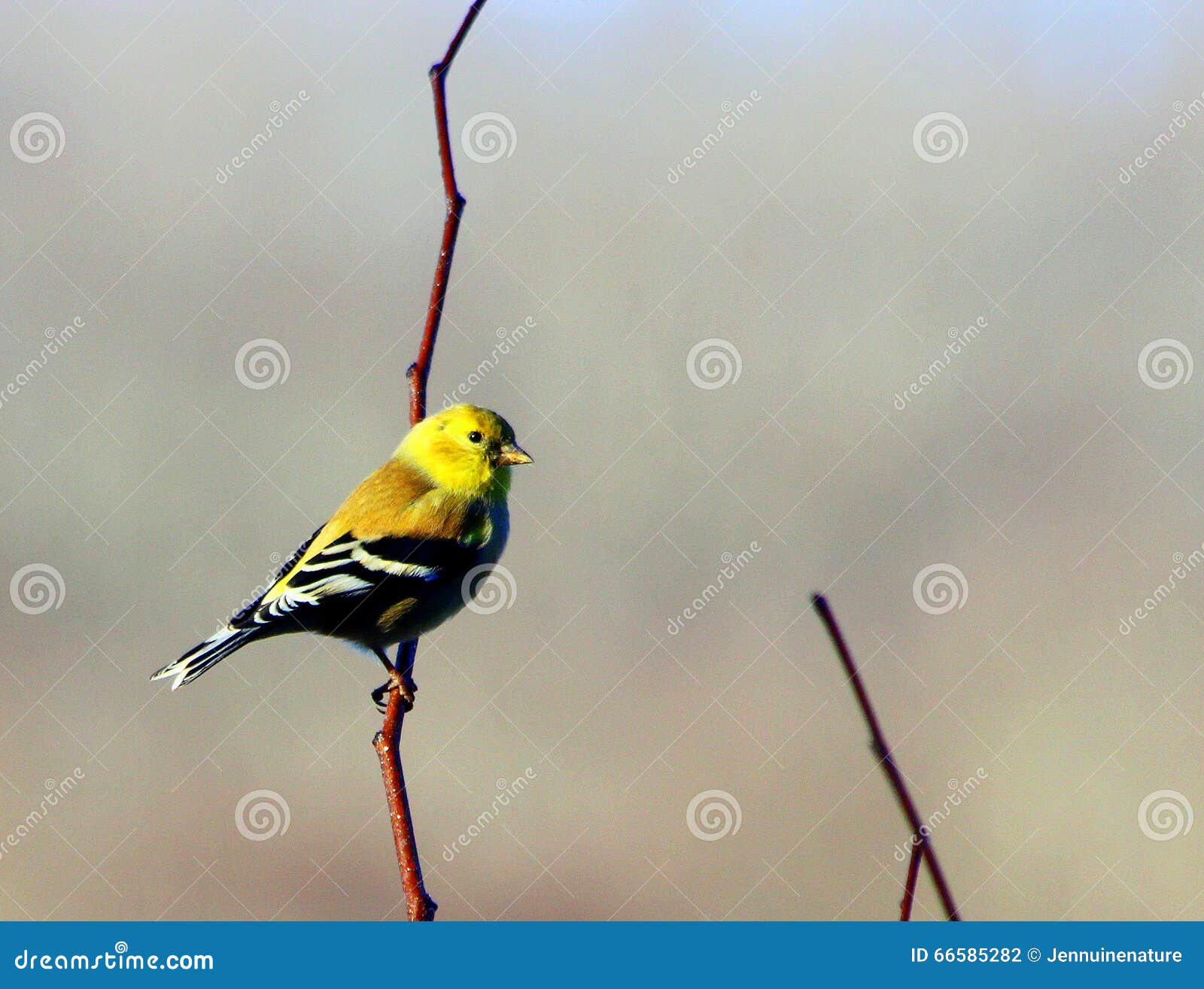 Gold Finch stock photo. Image of wildlife, nature, finch - 66585282