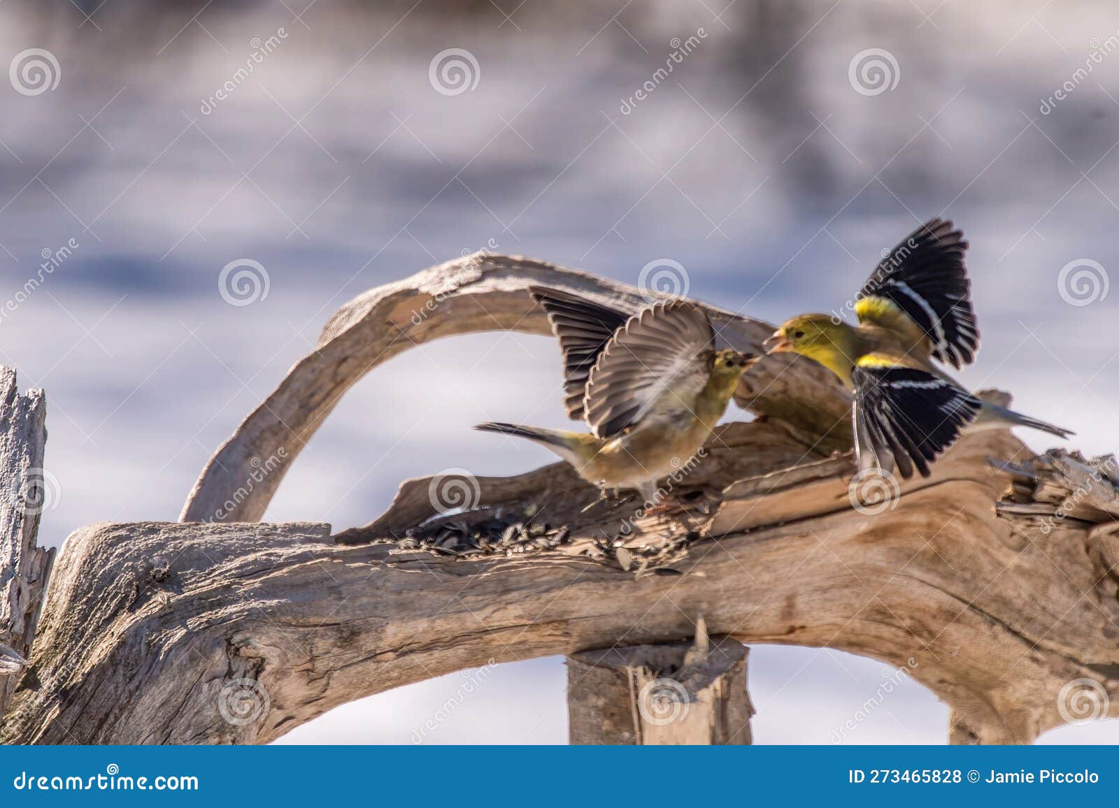 Gold Finches Fighting in Spring Stock Photo - Image of finch, gold ...