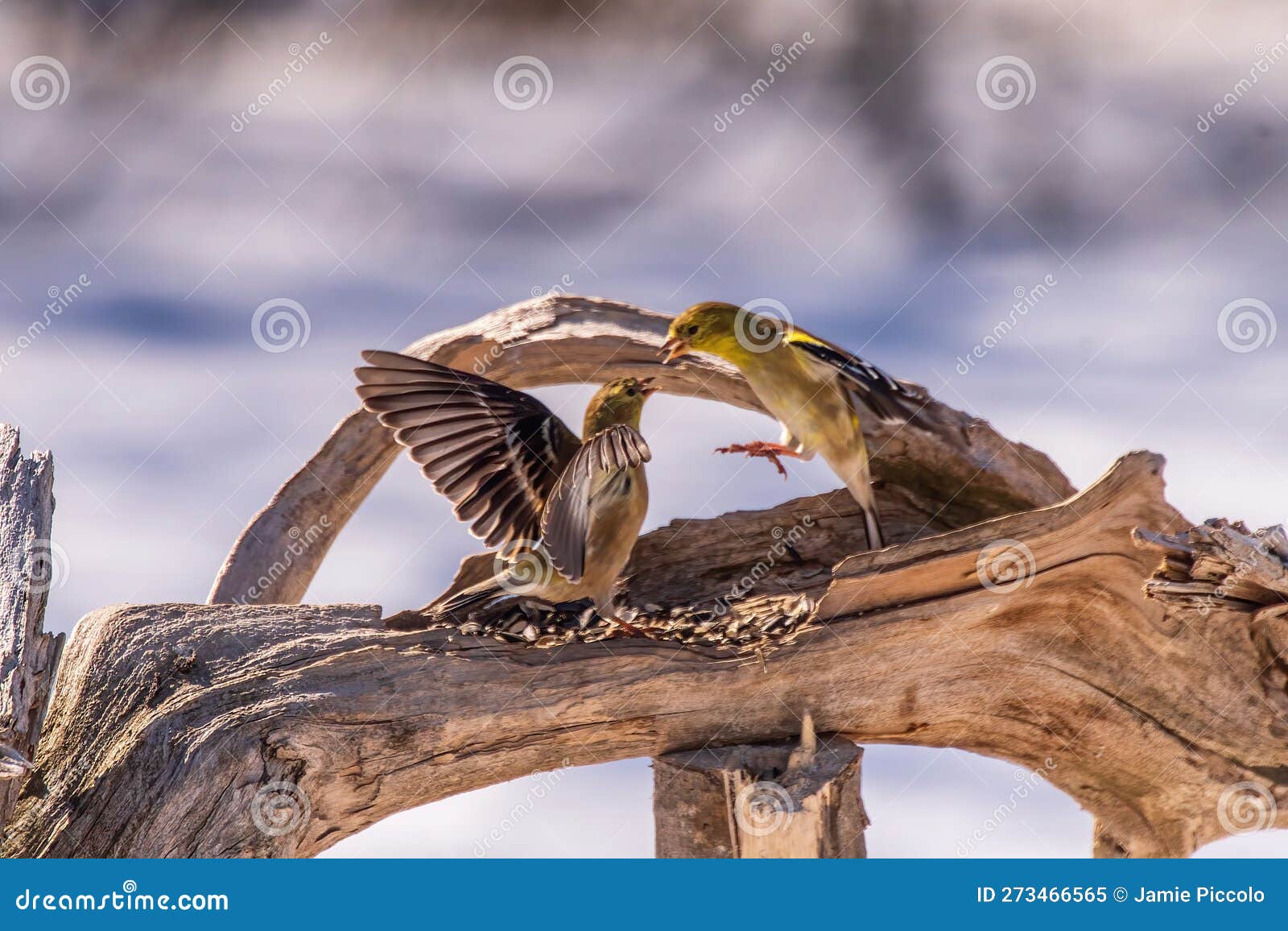 Gold Finches Fighting in Spring Stock Image - Image of branch, gold ...