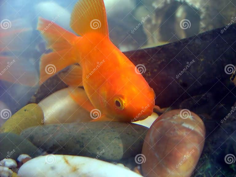 Gold fish stock image. Image of gold, fishing, gills, aquatic - 105261
