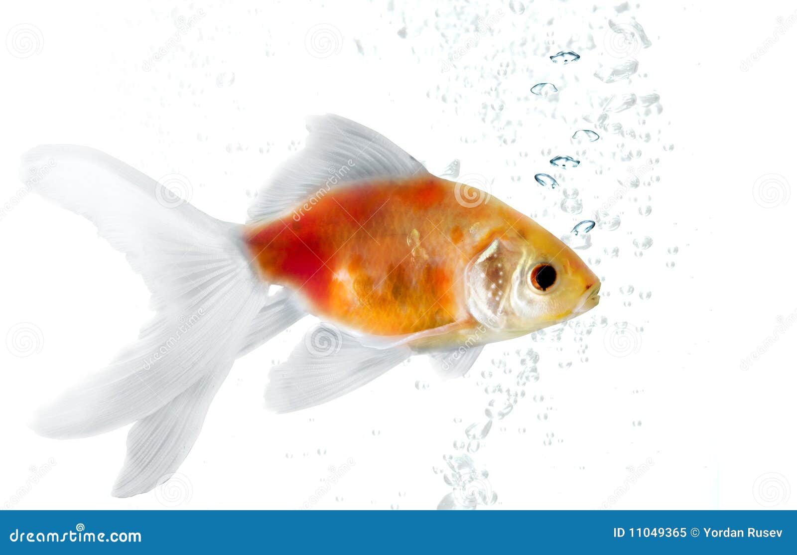 Gold fish stock image. Image of beautiful, concept, fishes - 11049365