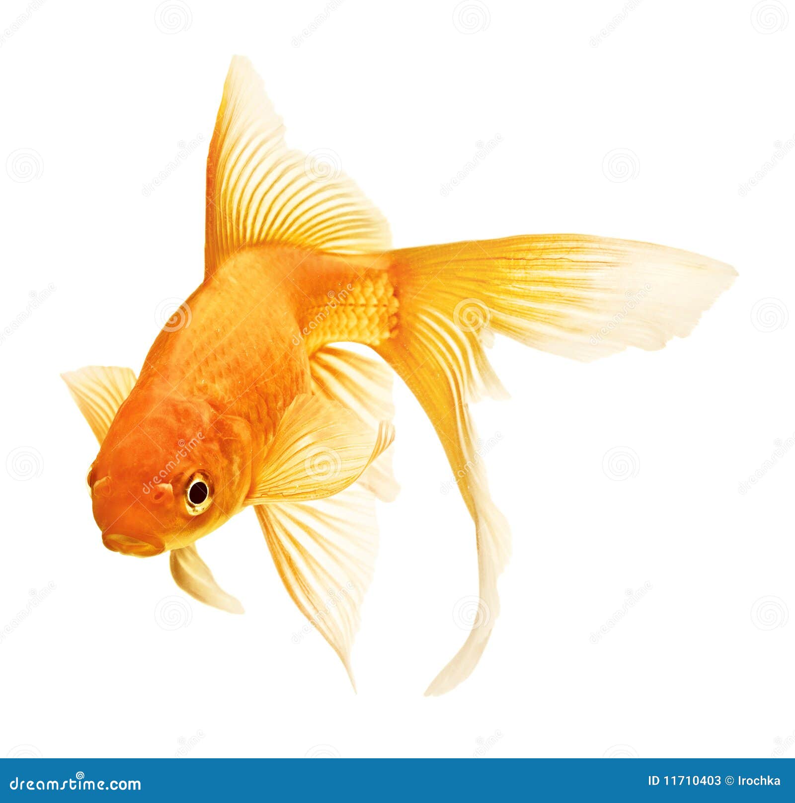 Gold fish stock image. Image of carp, animal, nature - 11710403