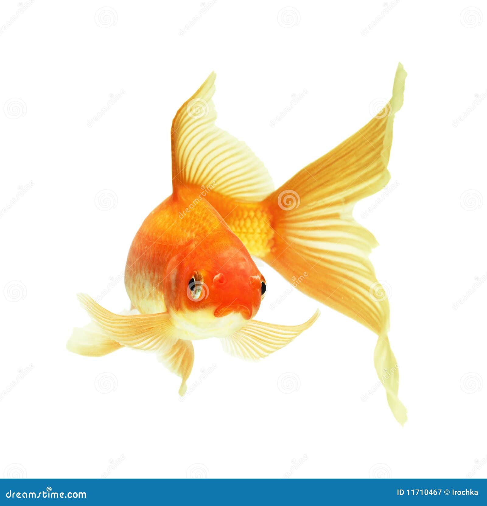 Gold fish stock image. Image of goldfish, white, carp - 11710467