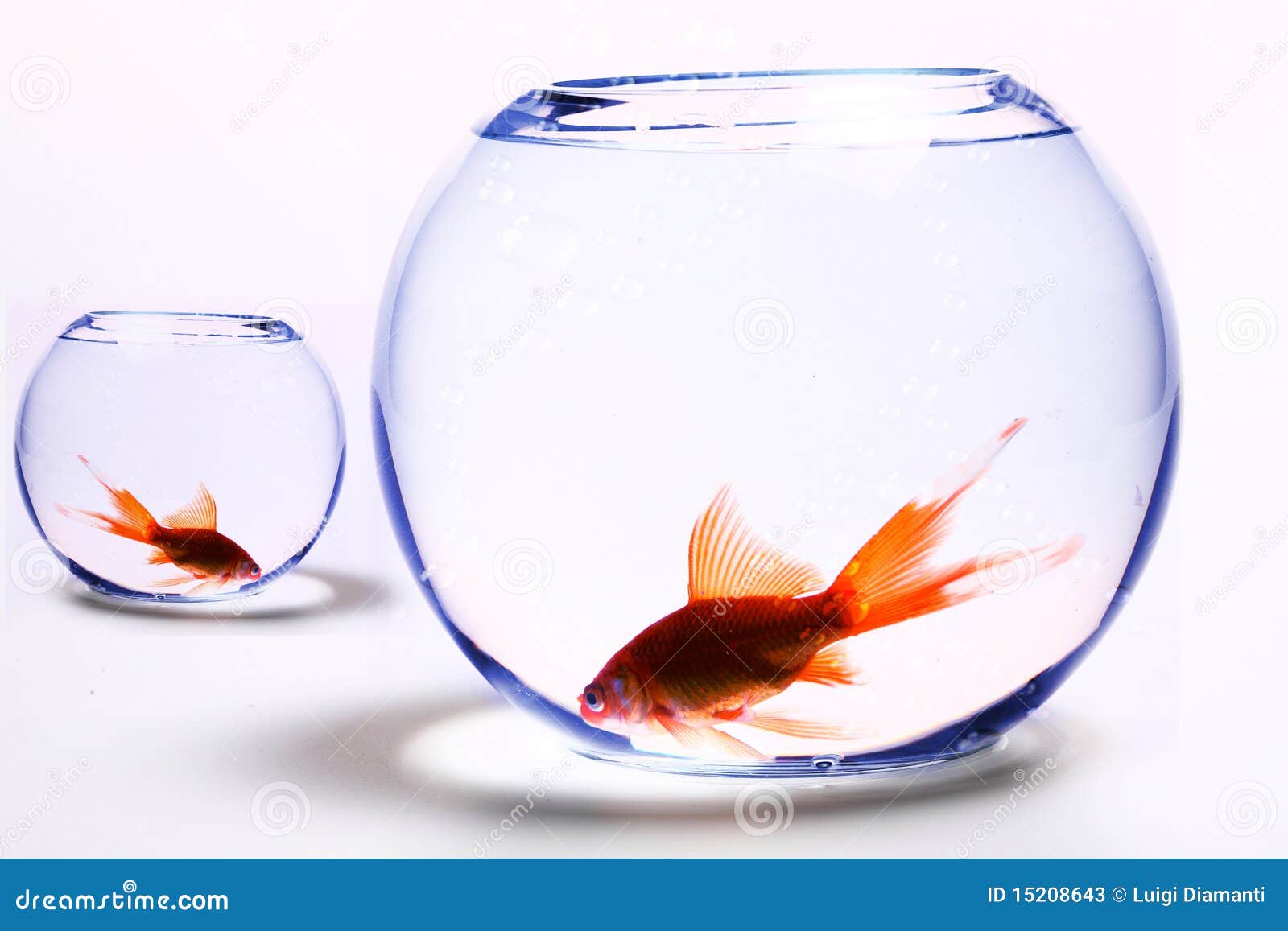 Gold fish stock image. Image of animal, liberty, life - 15208643